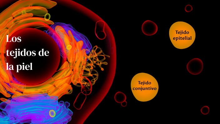 los tejidos de la piel by Antonella Saravia on Prezi