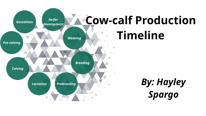 Cow-Calf Production Timeline by Hayley Spargo on Prezi