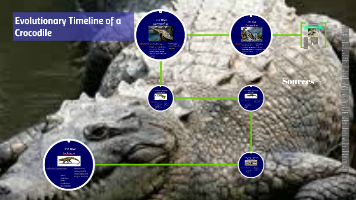 Evolutionary Timline of a Crocodile by Yohan Berg on Prezi