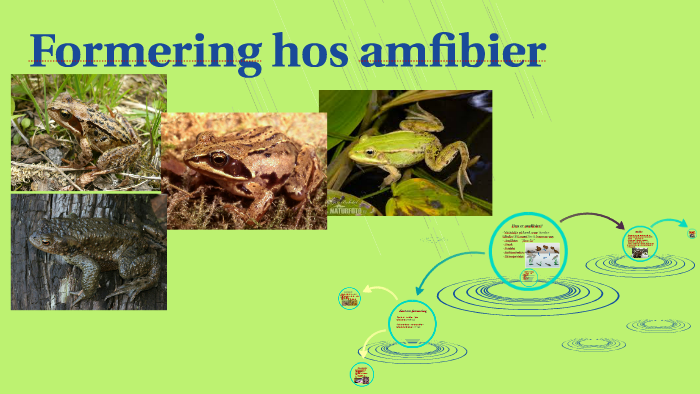 Formering hos amfibier by ANNE SKJEVIK on Prezi