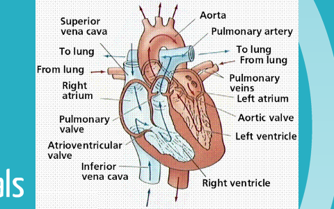 THE 8 BODY SYSTEMS by Amber carlton on Prezi