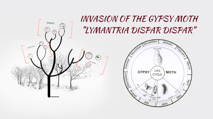 INVASION OF THE GYPSY MOTH by Ashley McMullen on Prezi