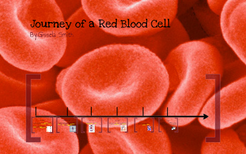The Voyage Of A Red Blood Cell Through The Circulatory System. by ...