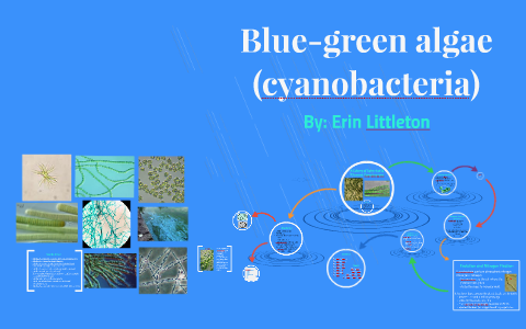 Blue-green algae (cyanobacteria) by Erin Littleton on Prezi