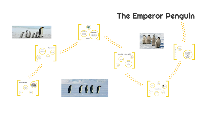 The Emperor Penguin by Kayla Brown on Prezi