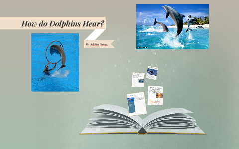How do Dolphins Hear? by Nicole G on Prezi