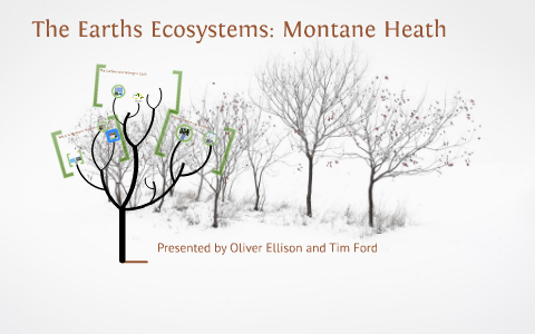Ecosystems: Montane Heath by Oliver Ellison on Prezi