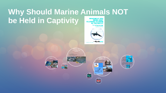 Why Should Marine Animals NOT be Held in Captivity by Summer Conway on ...