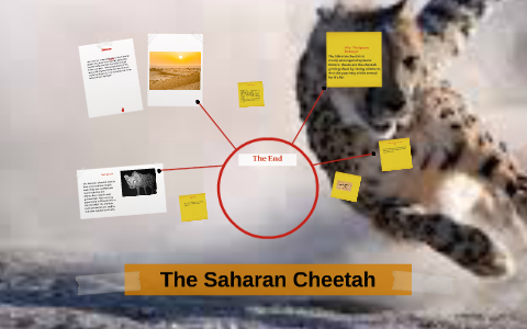 The Saharan Cheetah by zach bolton on Prezi