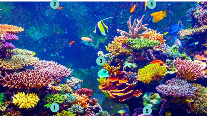 Environmental Heroes: Anyone Can Be One. by Maddie Bowen on Prezi