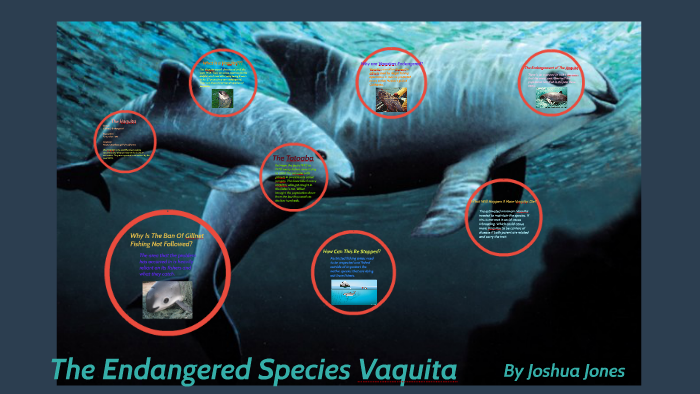 The Endangered Species Vaquita by Joshua Jones on Prezi