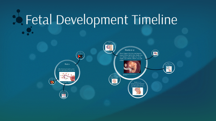 Fetal Development Timeline by Julia Davis on Prezi