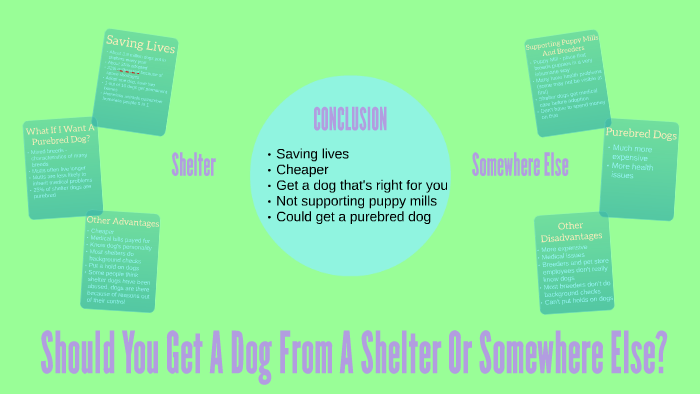 Should You Get A Dog From A Shelter Or Somewhere Else? by Meredith ...