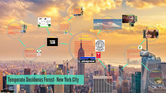 Temperate Deciduous Forest- New York City by Andrew Esposito on Prezi