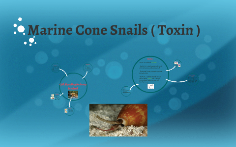 Marine Cone Snails by Kristina Vo on Prezi