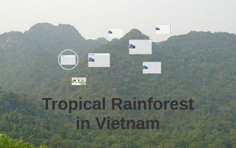 Tropical Rainforest by Troy Nguyen on Prezi