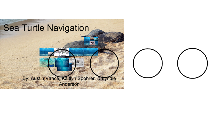 Sea Turtle Navigation by Kaitlyn Spohrer on Prezi