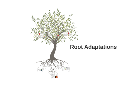 Root Adaptations by Ryan Ank on Prezi
