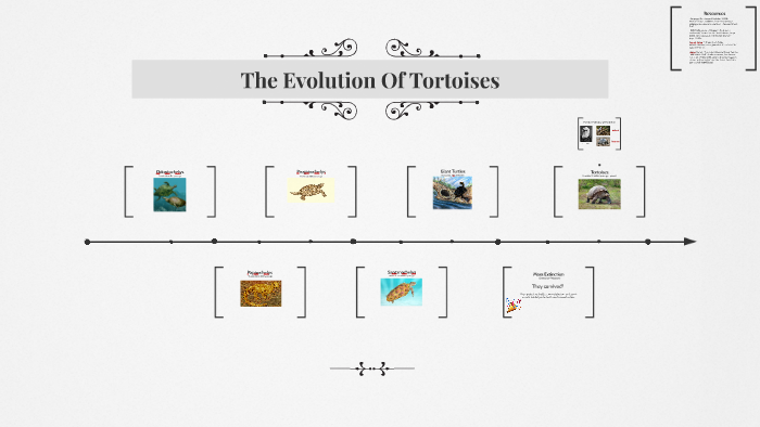 The Evolution Of Tortoises by Madeline Crescitelli on Prezi Next
