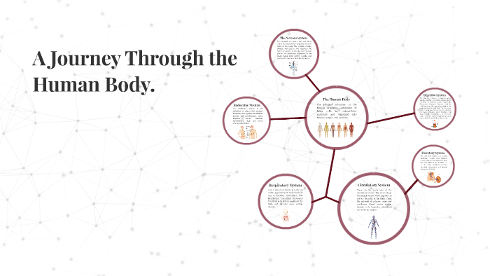A Journey Through the Human Body. by Hannah Wormell on Prezi