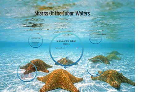 Sharks of the Cuban Waters by isabella Bodini on Prezi