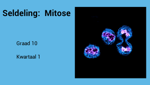 Seldeling: Mitose by GJ Oberholzer on Prezi Design