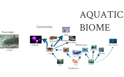 Aquatic Food Web by Amin Ladhani on Prezi