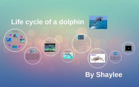 Life cycle of a dolphin by shaylee gear on Prezi