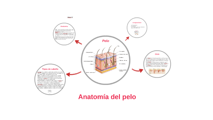 Anatomía del pelo by Emma C on Prezi