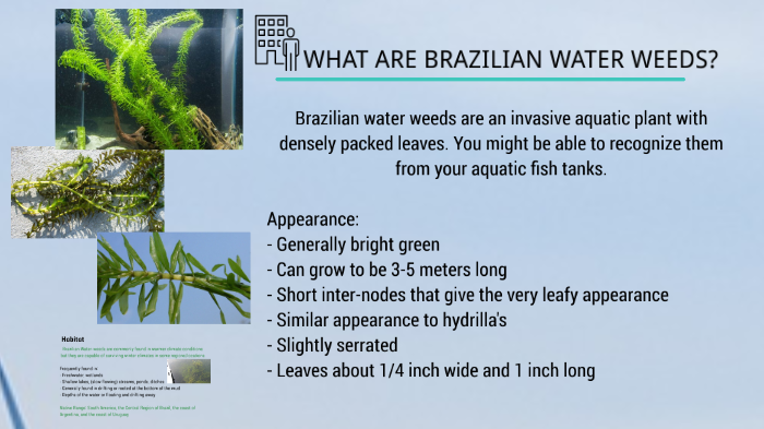 Science Project Invasive Species by ojn sally on Prezi