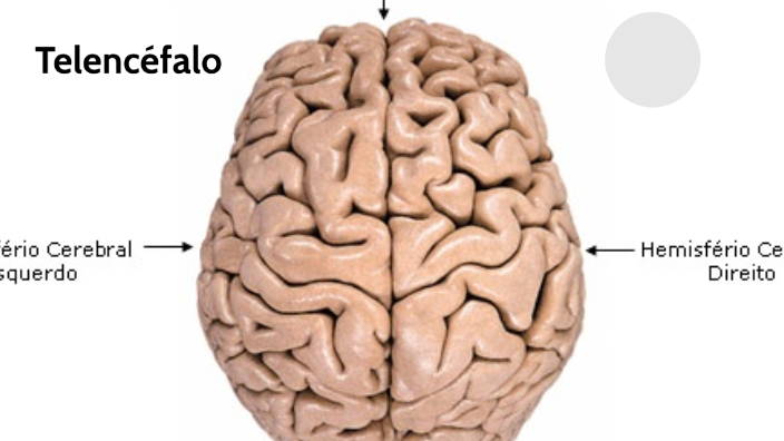 Telencéfalo by esmeralda moreno on Prezi