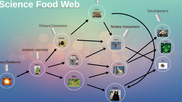 Science food web by Joshua Cashwell on Prezi