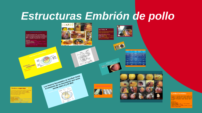 Estructuras Embrión de pollo by January Jacobo on Prezi