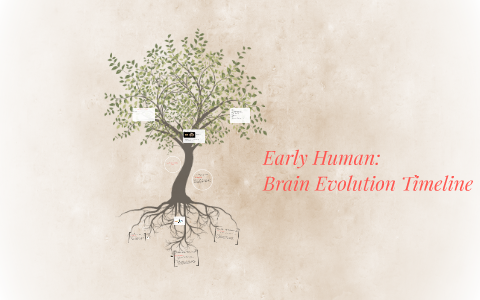 Early Human: Brain Evolution Timeline by Melissa Fonseca on Prezi