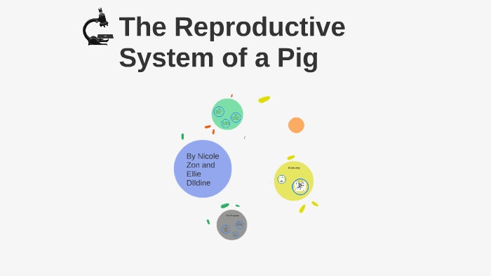 The Reproductive System of a Pig by Nicole Zon on Prezi