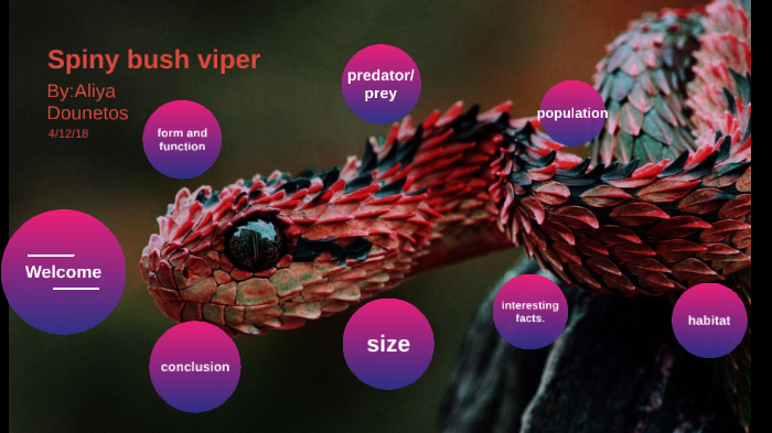 spiny bush viper by Aliya Dounetos on Prezi
