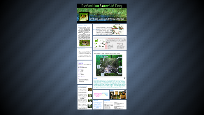 Australian Lace Lid Frog by Stephanie Yogarajah on Prezi