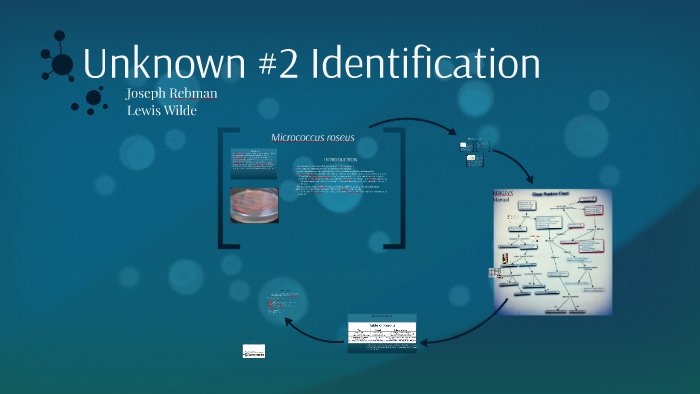 Unknown #2 Identification by Joseph Rebman on Prezi