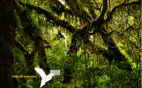 Padurile musonice by Ana Isac on Prezi