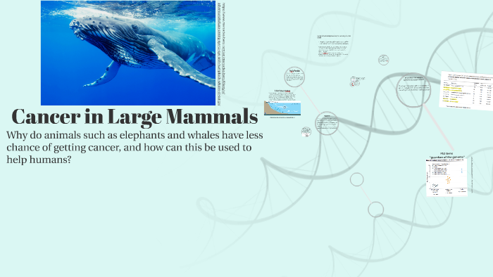 Cancer in Elephants by Laura Tubbs on Prezi