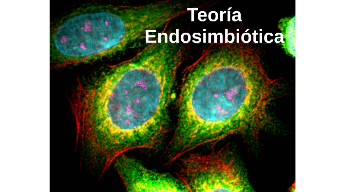 Teoría de la Endosimbiosis by Hydra Hidra on Prezi