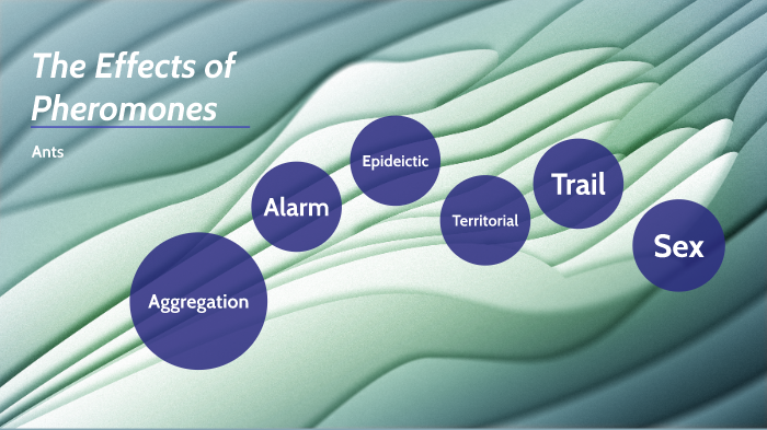 The Effects of pheromones: Ants by Live-love-pray Bee on Prezi