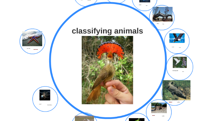 classifying animals by Thomas tisdale on Prezi