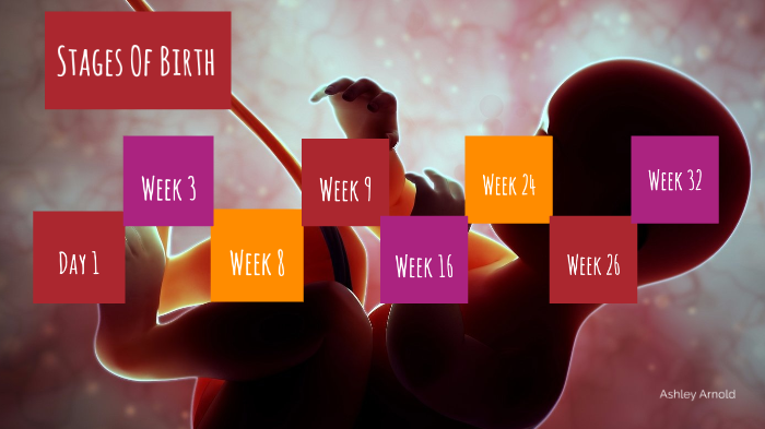 Birth Timeline by ashley arnold on Prezi