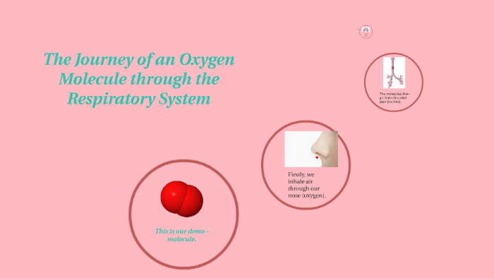 The Journey of an Oxygen Molecule by Yaman Alrahabi on Prezi