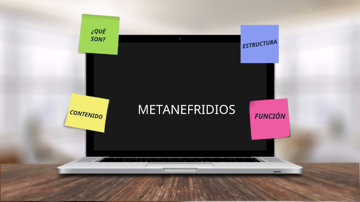 METANEFRIDIOS by Carolina Castañeda Villamrin on Prezi