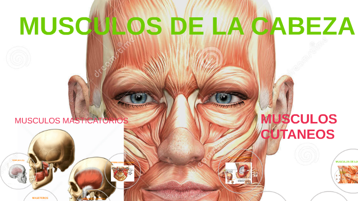 MUSCULOS DE LA CABEZA by Meli Garcia on Prezi