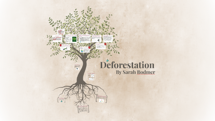 Deforestation by Sarah Bodmer on Prezi