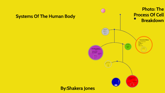 Systems Of The Human Body by shakera jones on Prezi