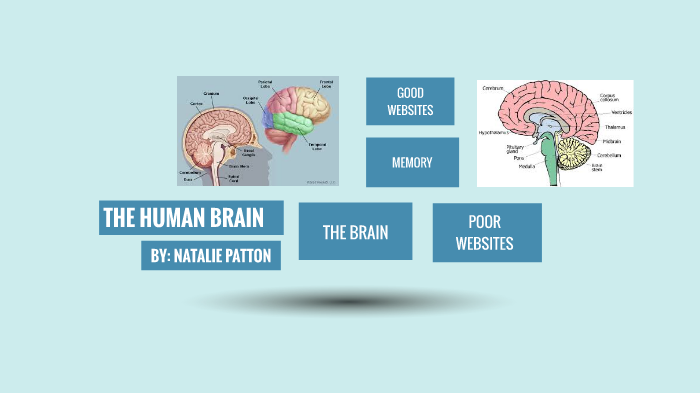The human brain- Patton by Natalie Patton on Prezi